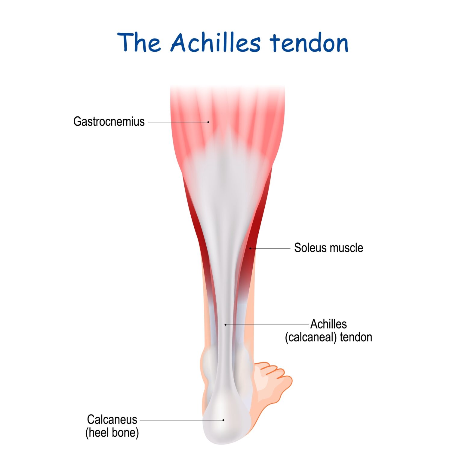 Why strong calves are important - Align Body Clinic